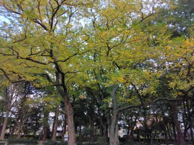 黄色に色づく葉がとても美しいので、落ち葉を掃いていた係の方にお訊ねしたら、「ニセアカシアだよ」と。「ニセアカシアなんですか - 読書メーター